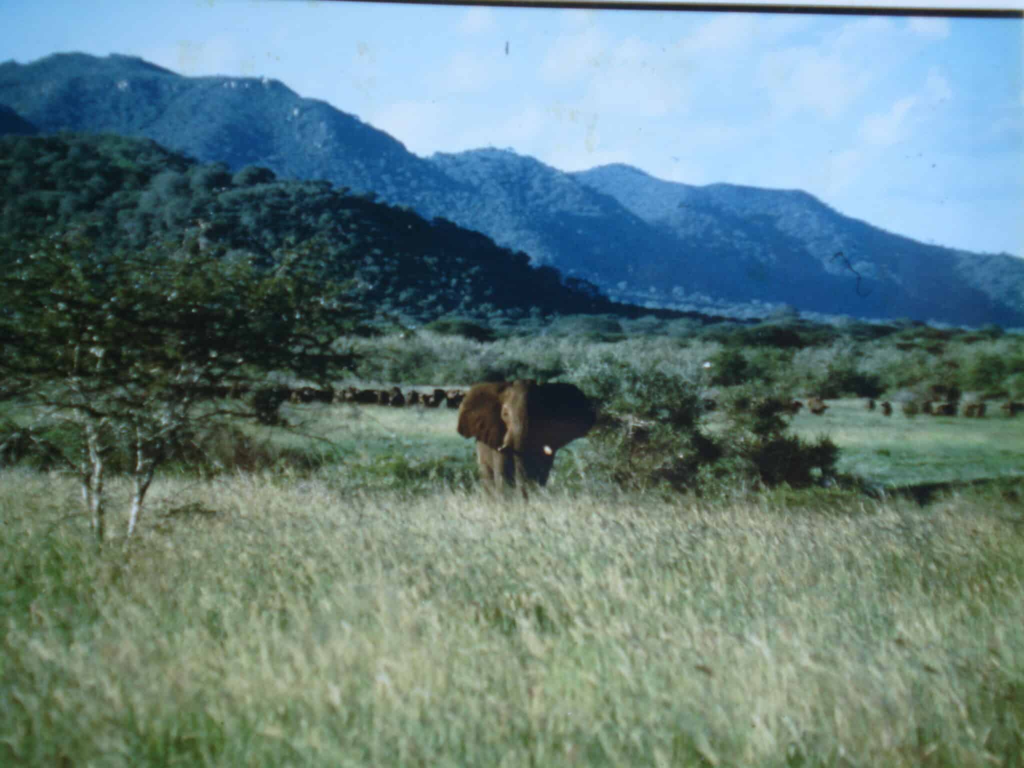 Lone Bull Elephant - Kora Project