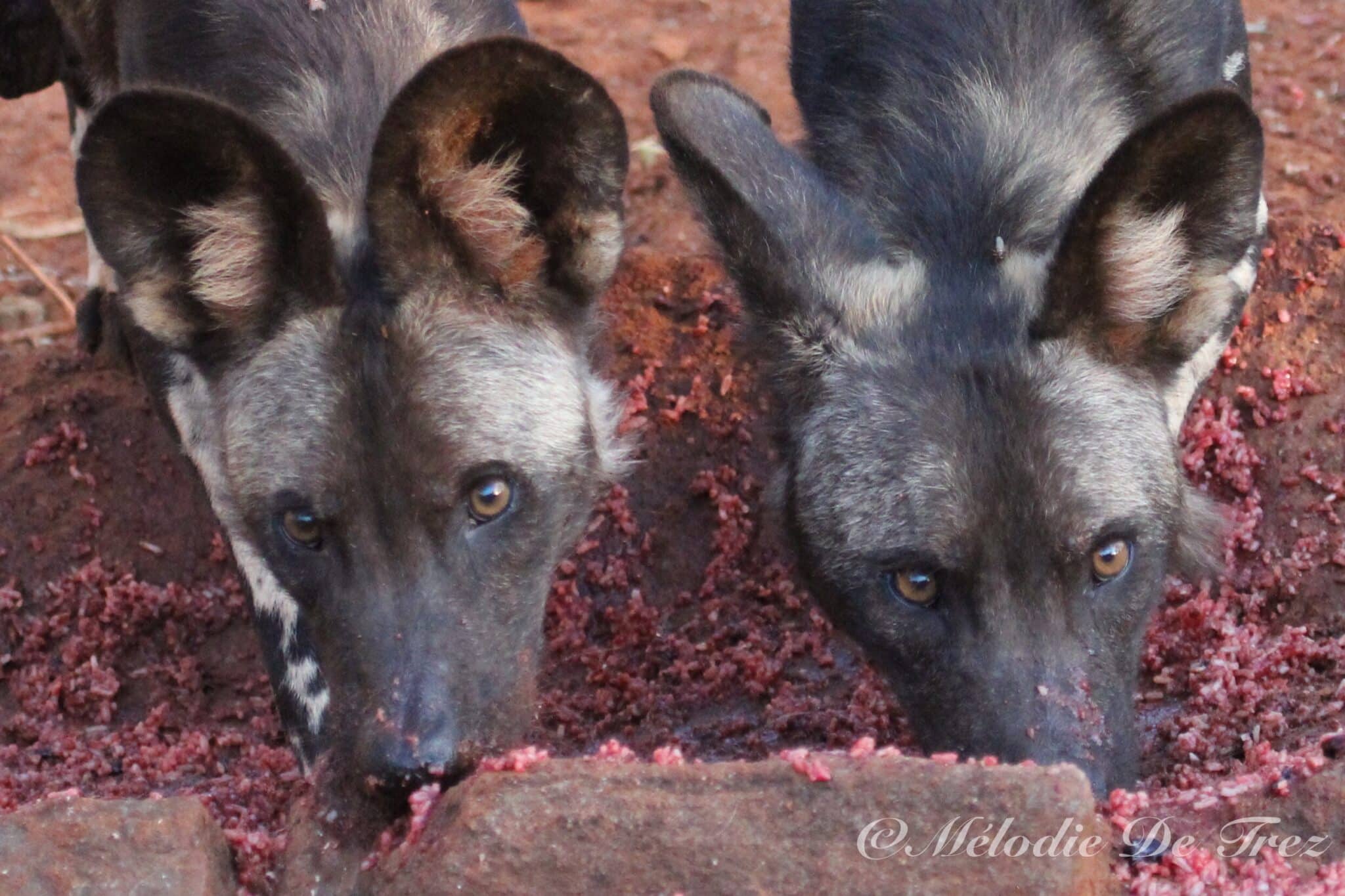 Wild Dogs - Kora Project