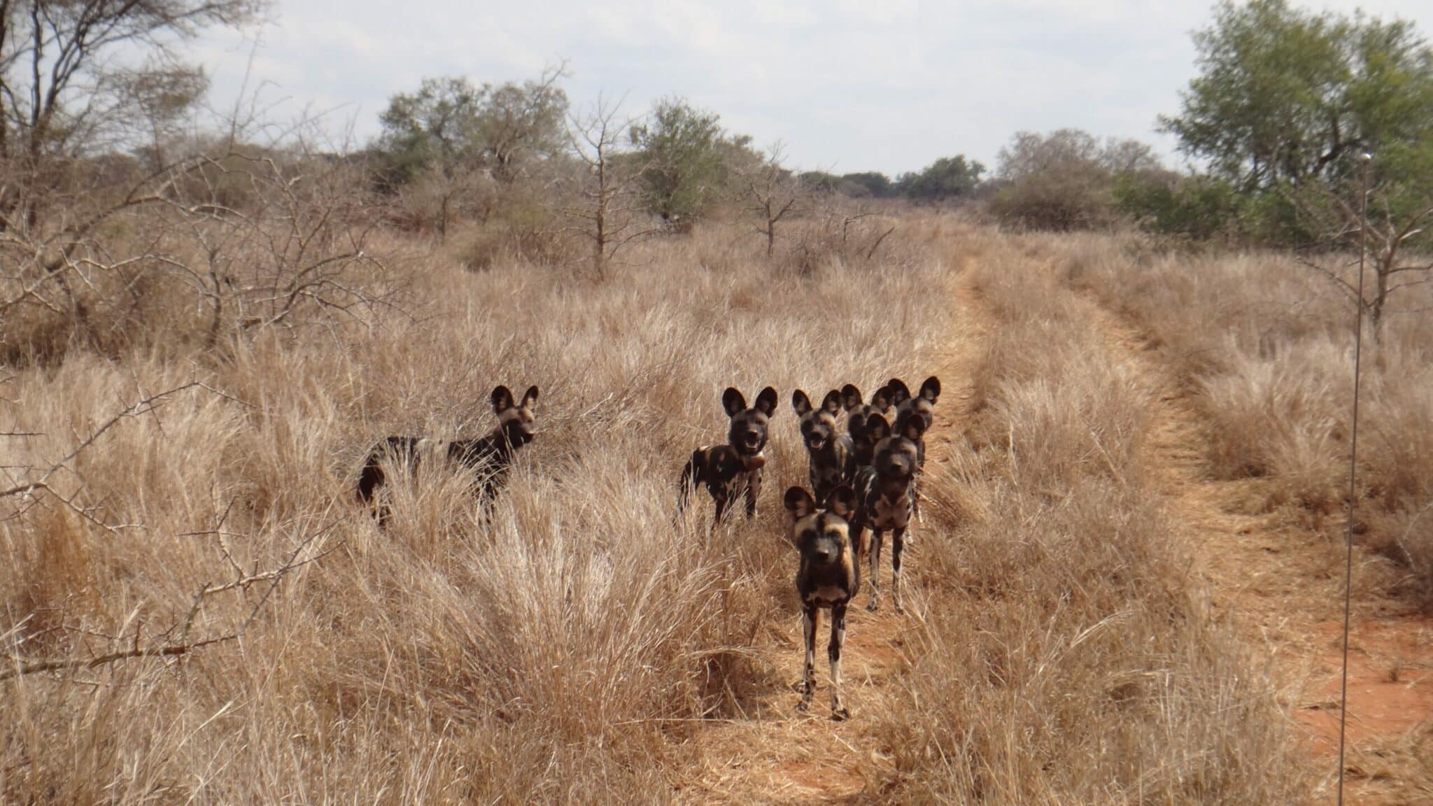 African wild dogs - Kora Project