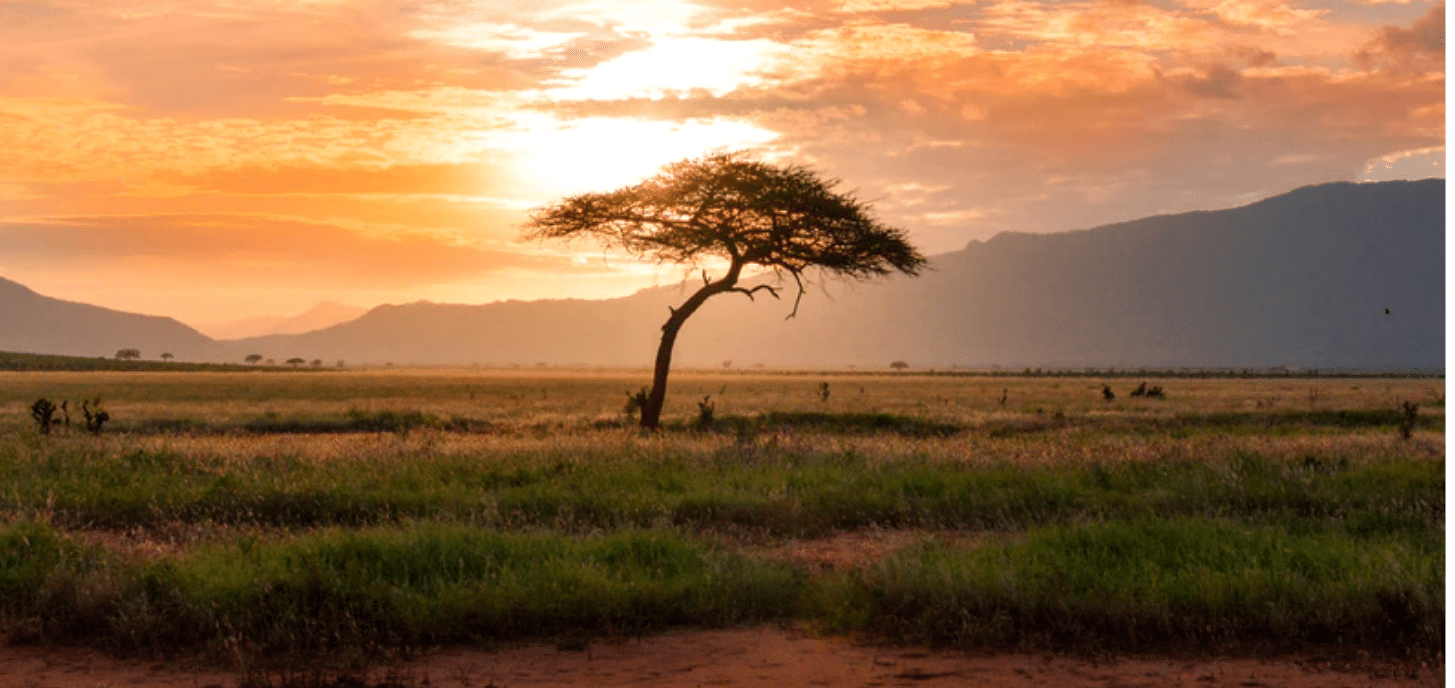 KWS Elephant survey released - Kora Project