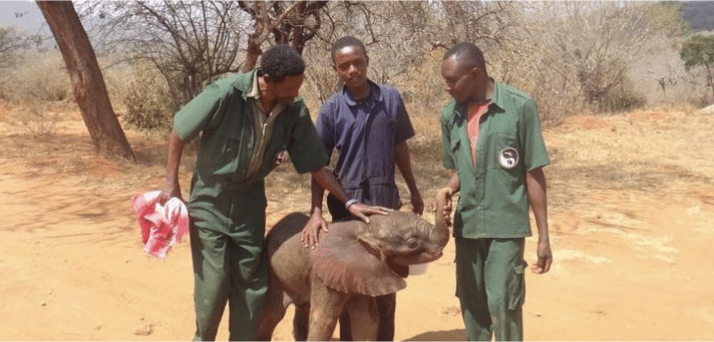 Orphaned Baby Elephant - Kora Project