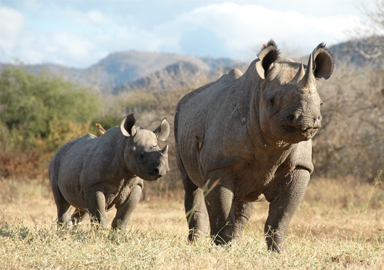 Black Rhino Sanctuary - Kora Project